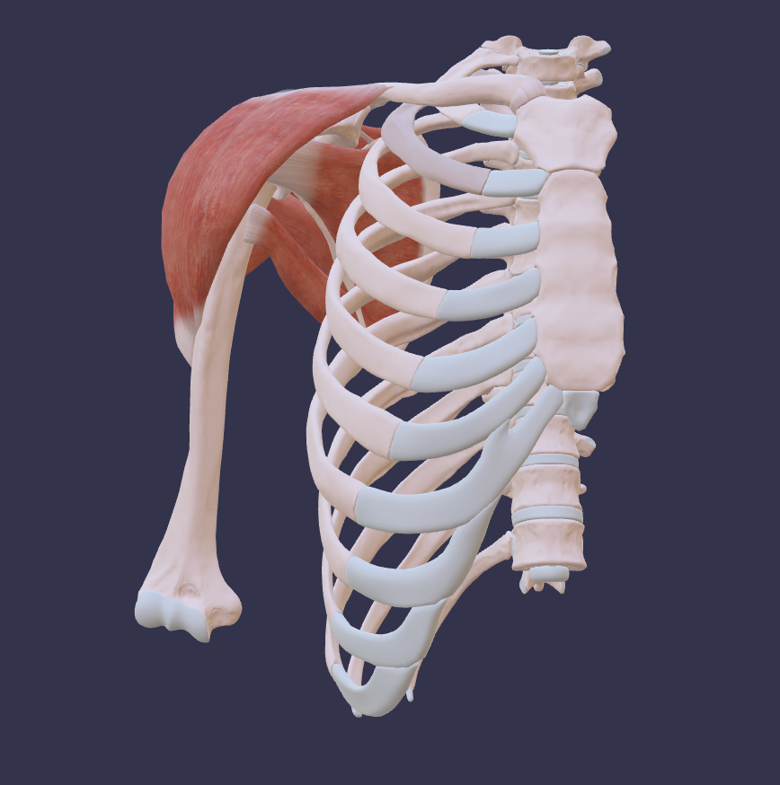 Open3DModel - Create | AnatomyTOOL